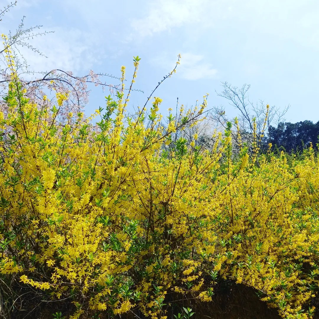 花咲山公園、花いっぱい♪ - 歩楽～里（ぶら～り）よこぜ