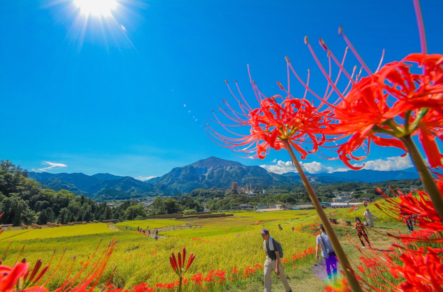 寺坂棚田 彼岸花まつり - 歩楽～里（ぶら～り）よこぜ